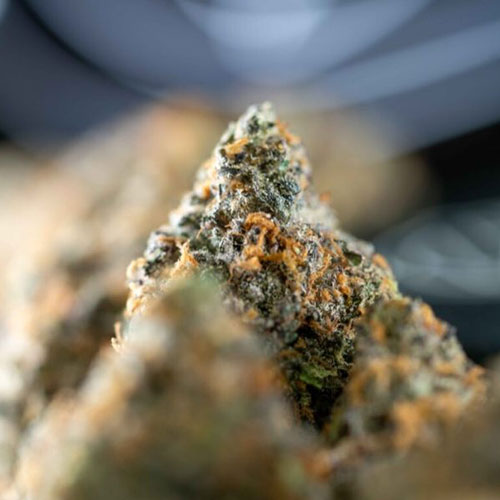 RS11 | Doja Exclusive